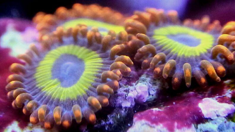 Fruit Loops | Reef2Reef