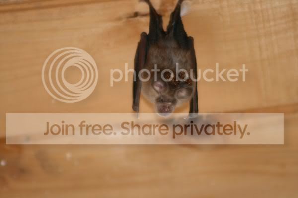 Only in Kenya - Field Herp Forum