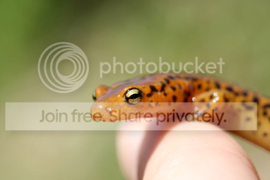 I drove 300 miles one day... - Field Herp Forum
