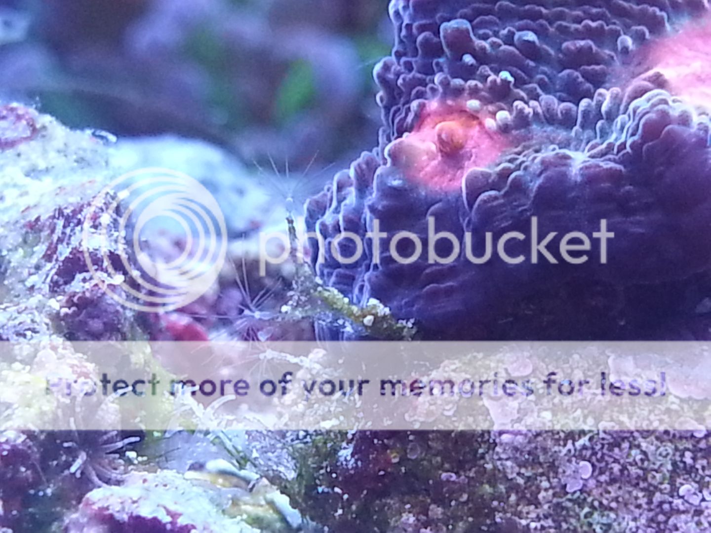 Are these hydroids? | REEF2REEF Saltwater and Reef Aquarium Forum