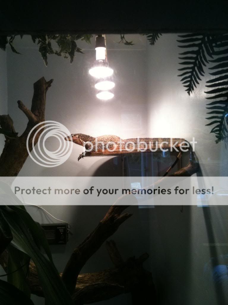 Sumatran Water Monitor Pics- new enclosure | Reptile Forums