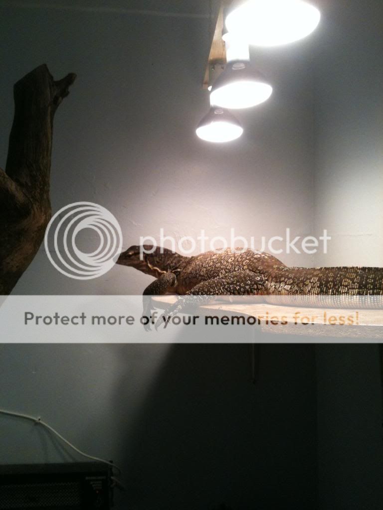 Sumatran Water Monitor Pics- new enclosure | Reptile Forums