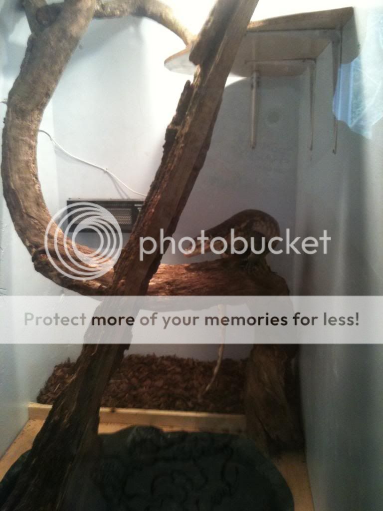 Sumatran Water Monitor Pics- new enclosure | Reptile Forums
