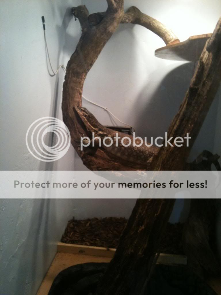 Sumatran Water Monitor Pics- new enclosure | Reptile Forums