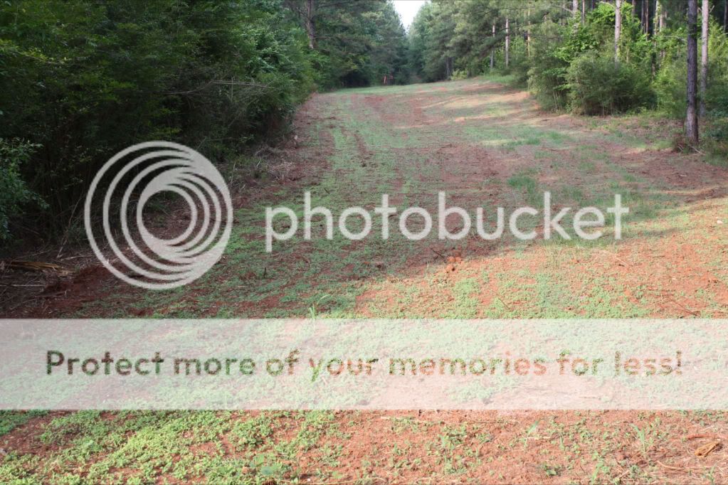 American Joint Vetch/Alyce Clover | Mississippi Hunting and Fishing Forums